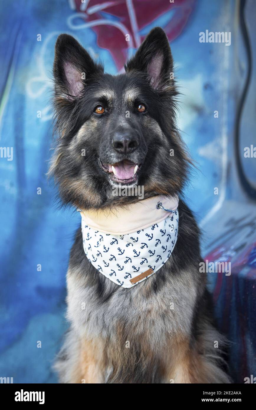 Old German Shepherd Stock Photo - Alamy
