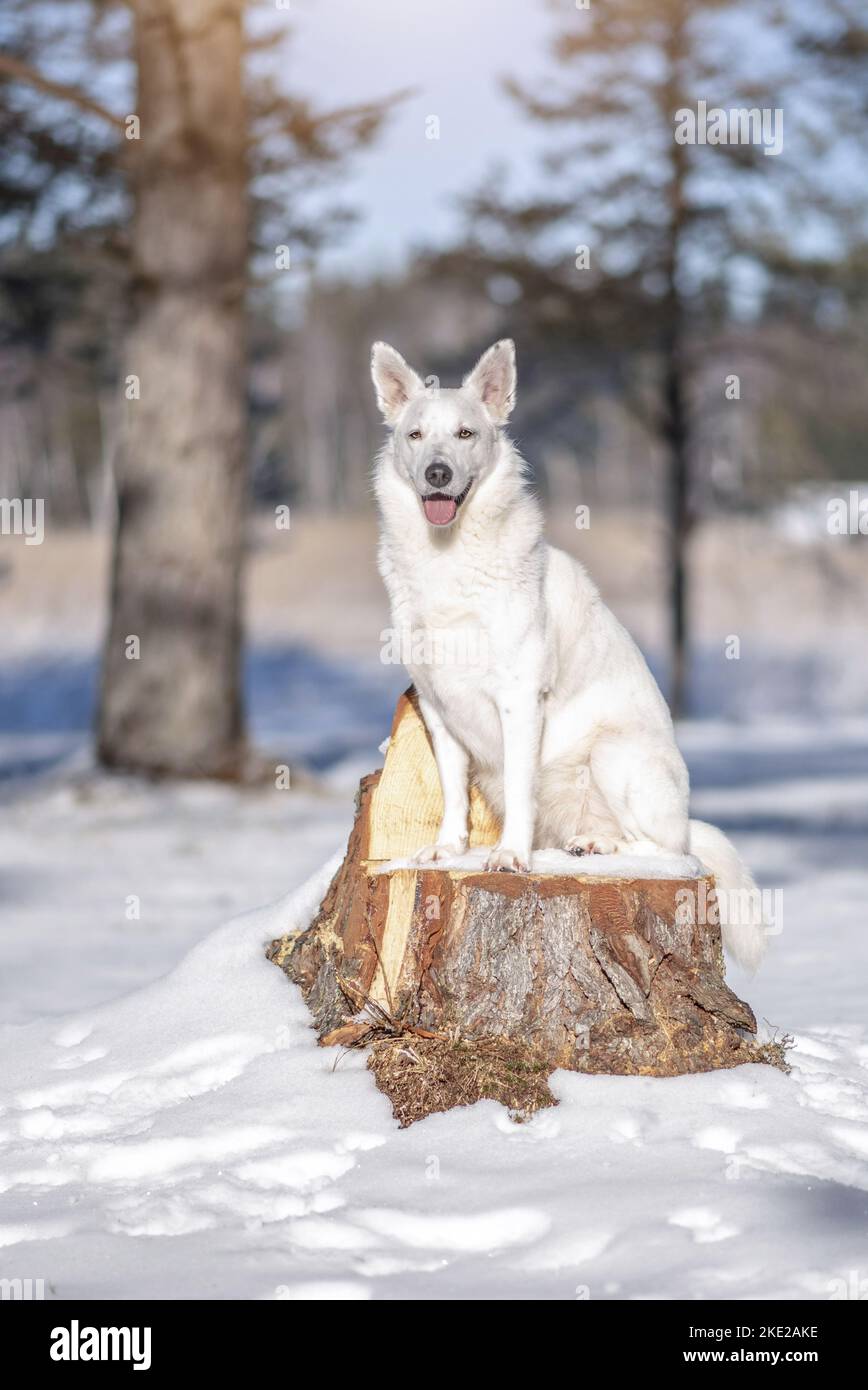 mongrel in the snow Stock Photo - Alamy