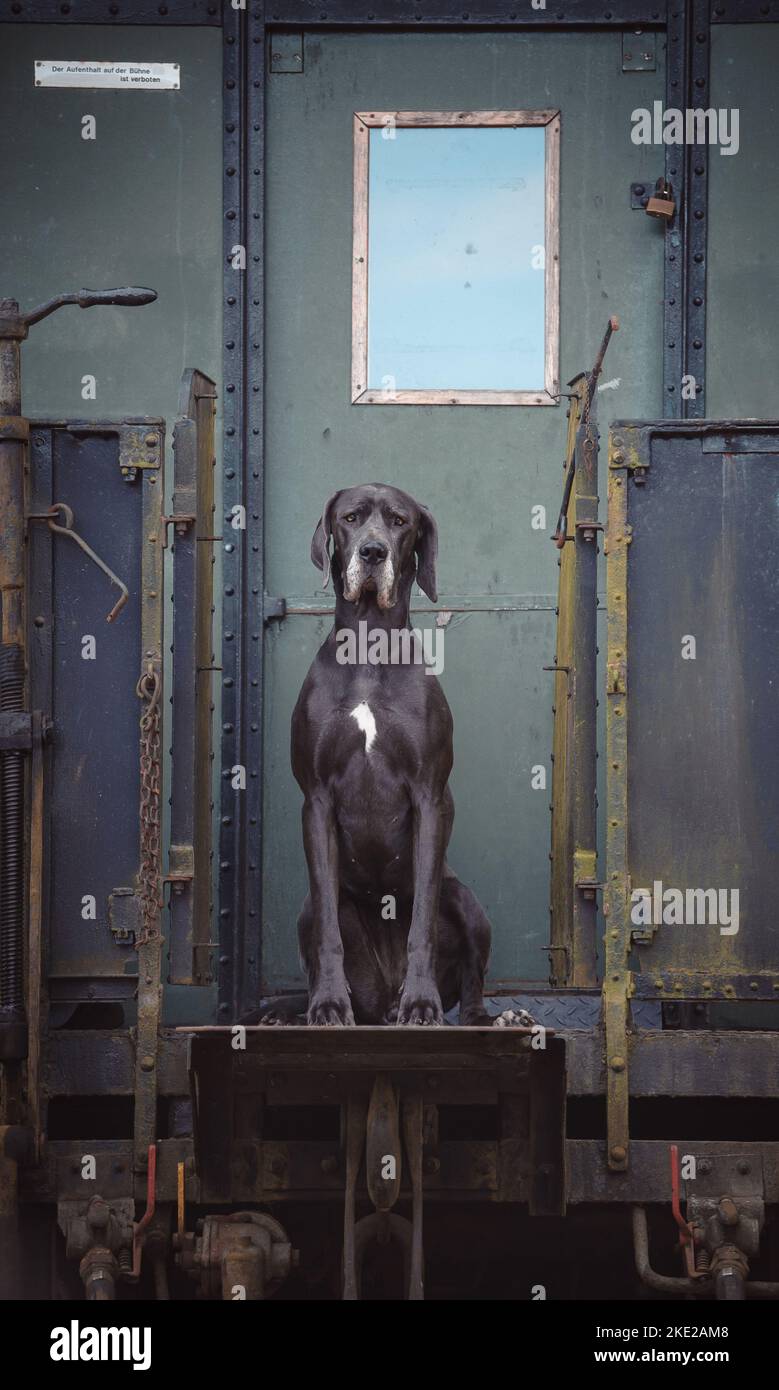 Large grey purebred great dane hi-res stock photography and images - Alamy