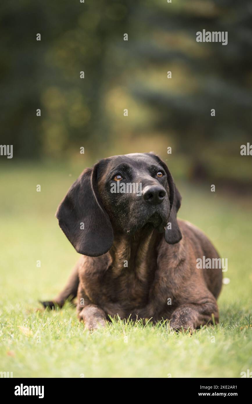 Hanoverian hound hi-res stock photography and images - Alamy