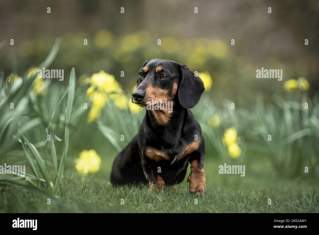 American daffodil hi-res stock photography and images - Alamy