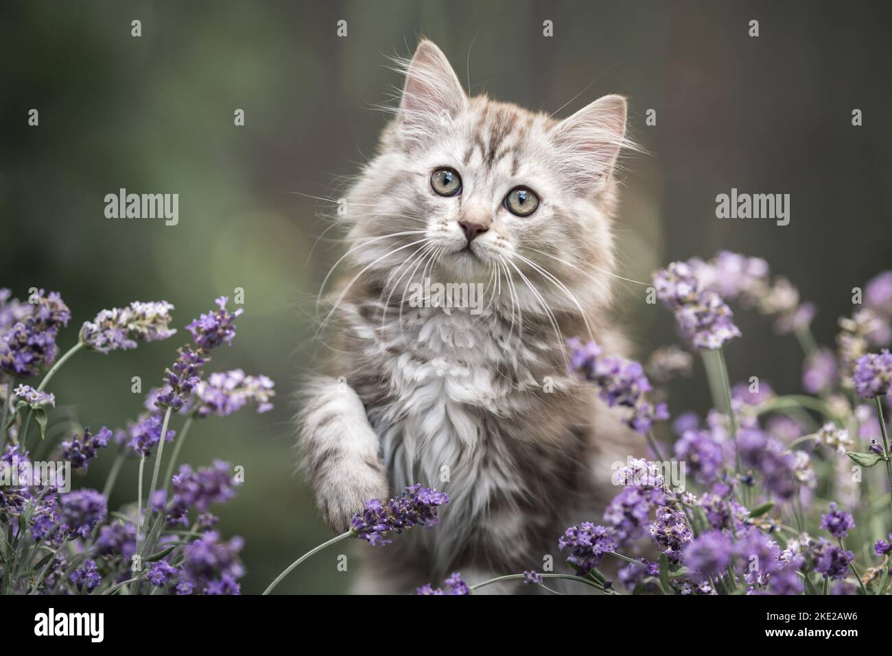 German Longhair Kitten Stock Photo - Alamy