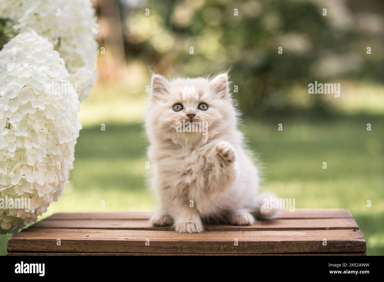 British Longhair Kitten Stock Photo - Alamy