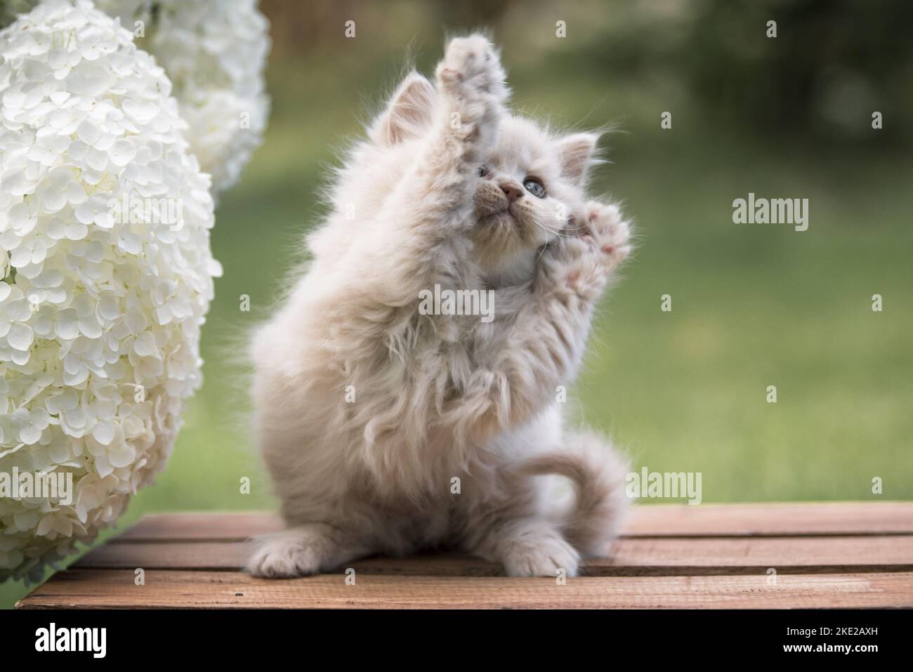 British Longhair Kitten Stock Photo - Alamy
