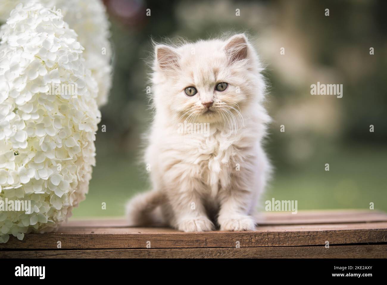 British Longhair Kitten Stock Photo - Alamy