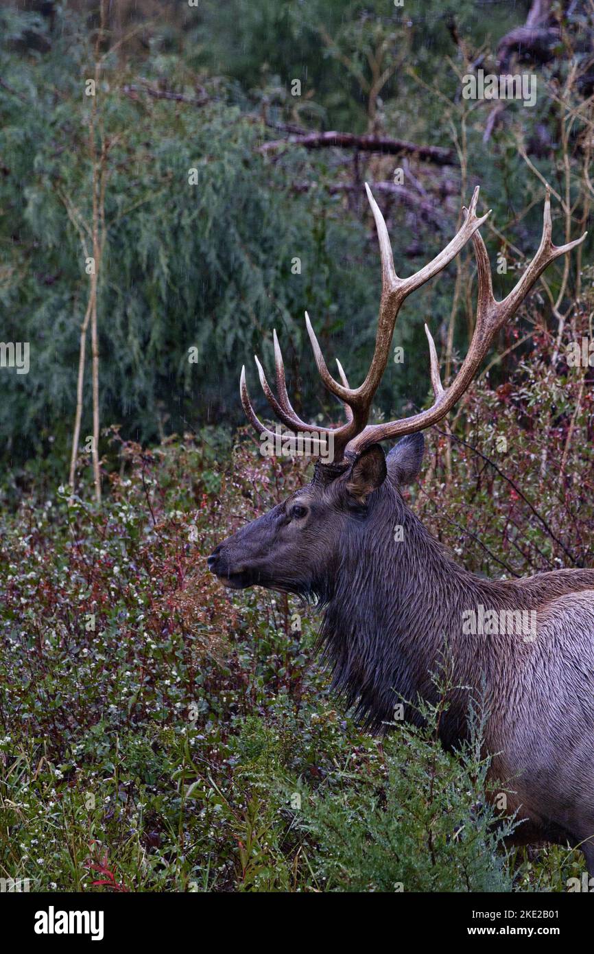 Adult bull elk with large antler rack stands in autumn foliage with ...