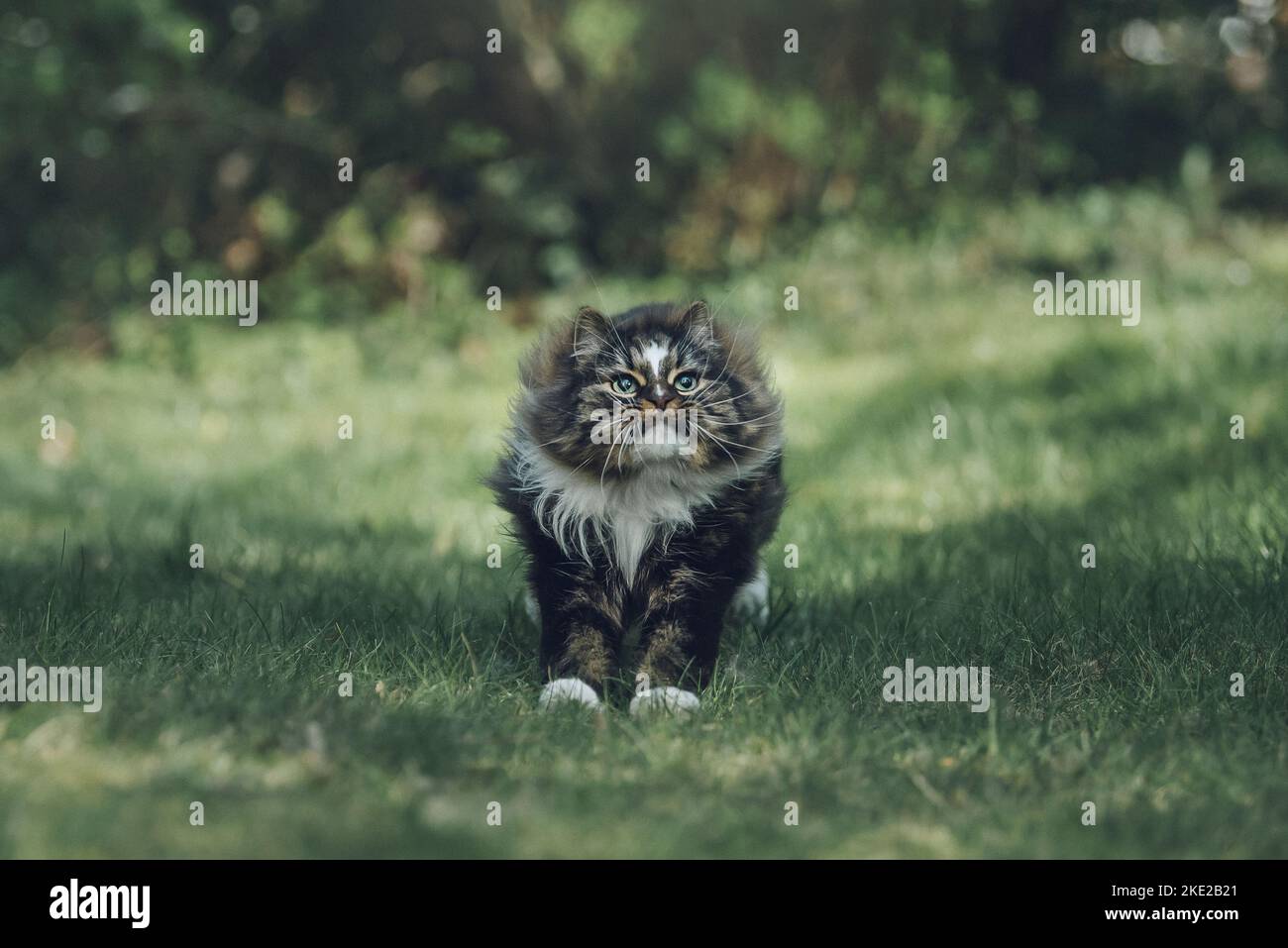 Norwegian forest cat running hi-res stock photography and images - Alamy