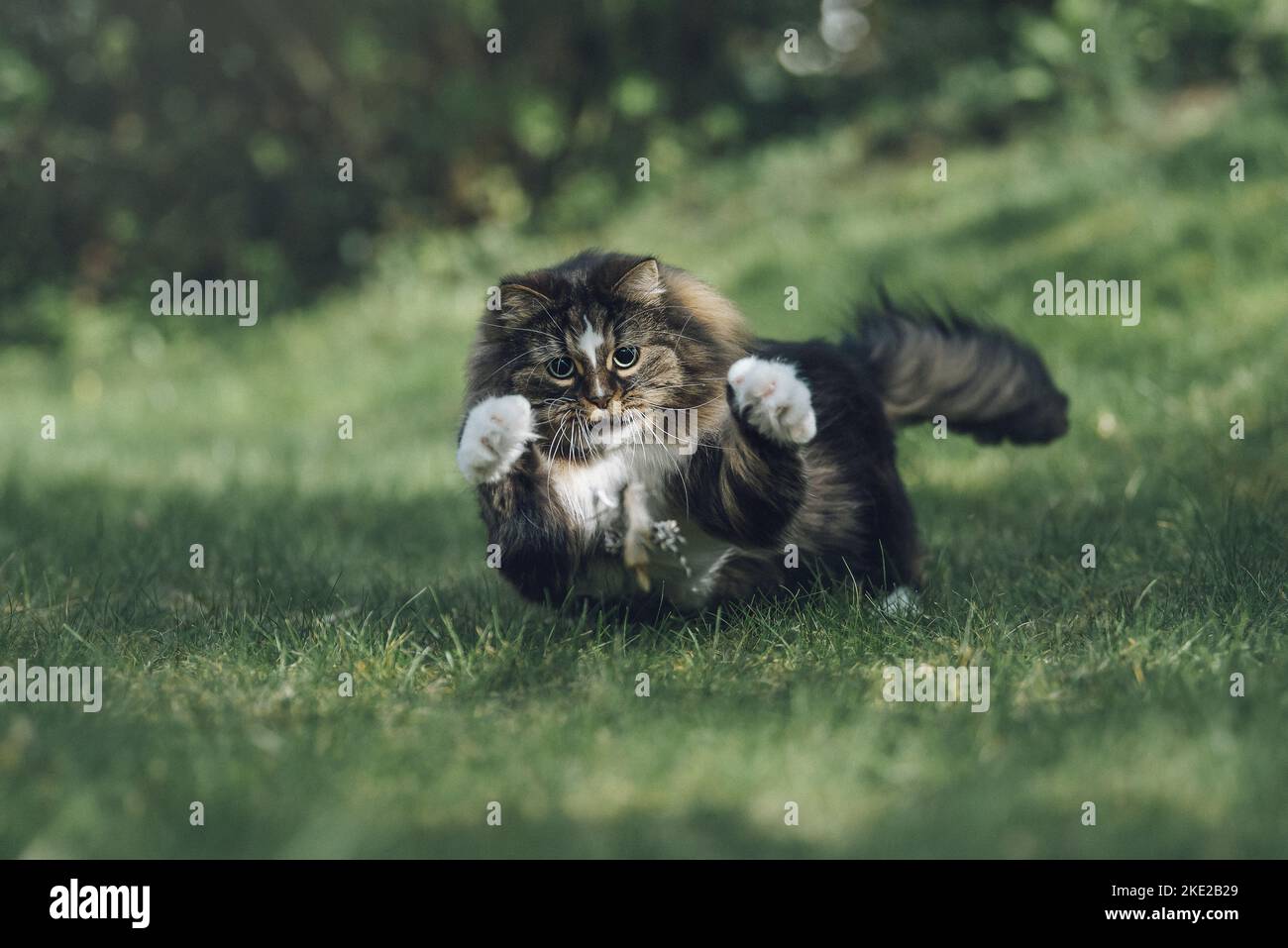 Norwegian forest cat running hi-res stock photography and images - Alamy