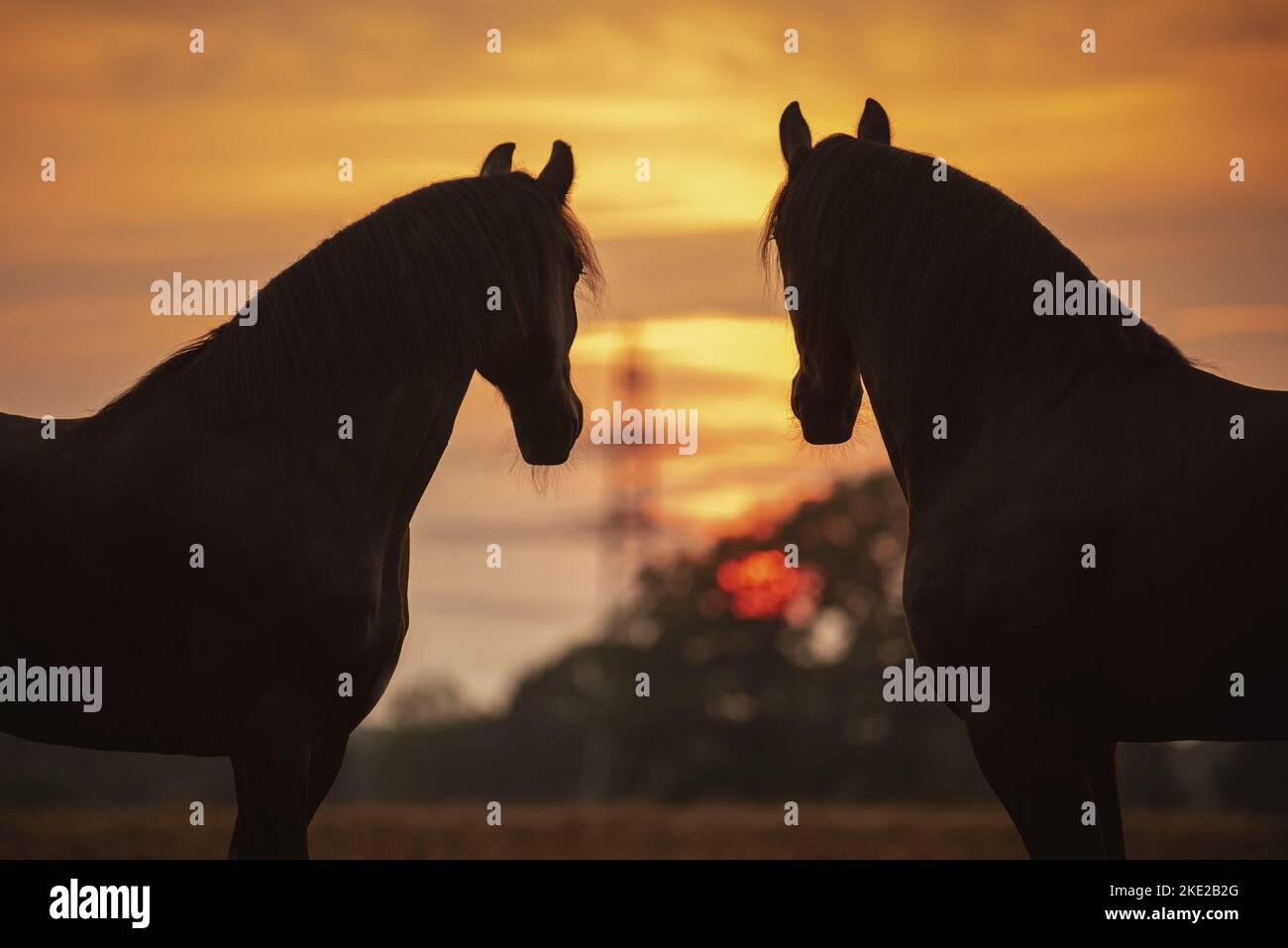 Two friesian horses portrait hi-res stock photography and images - Alamy