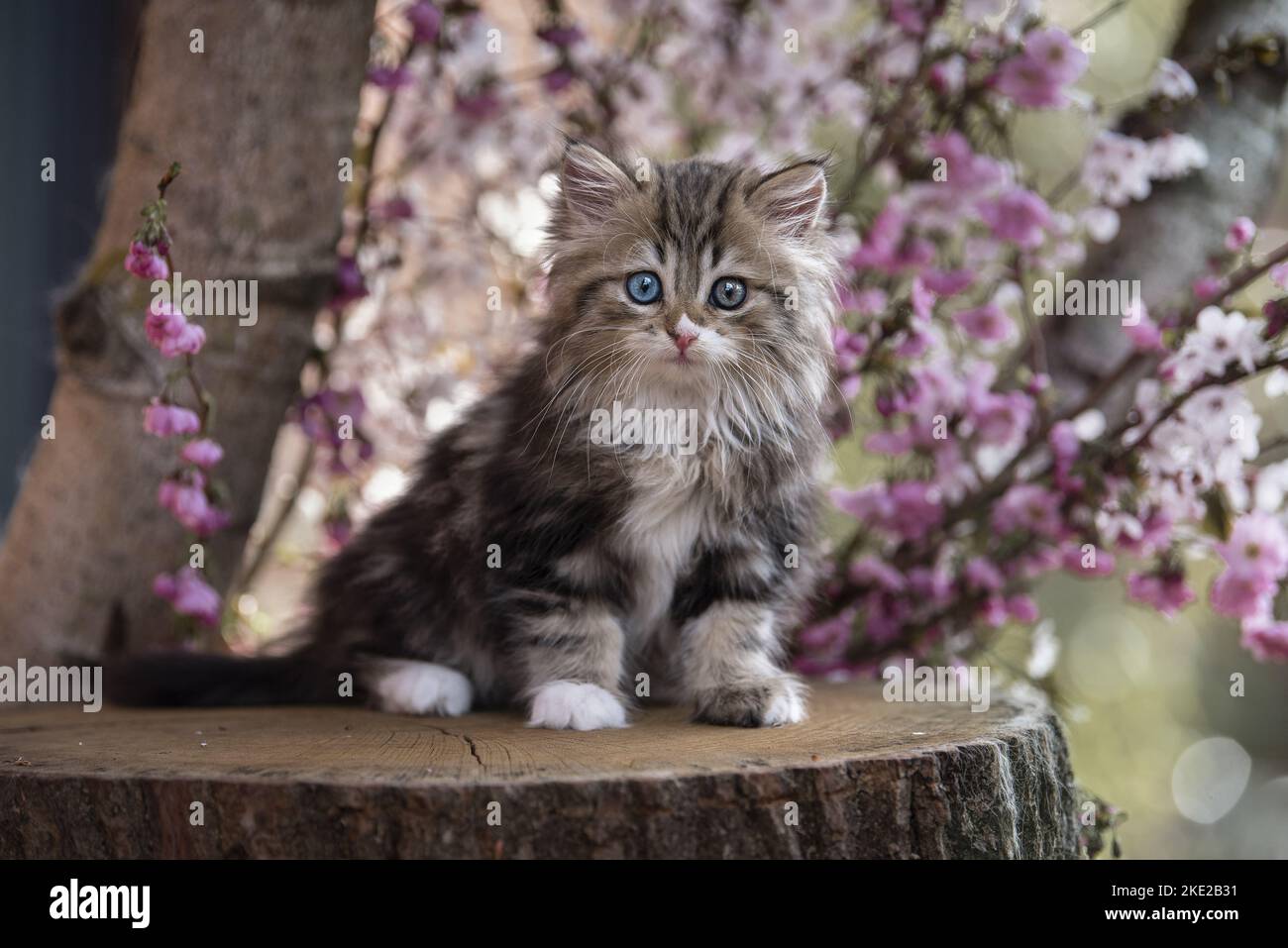 German Longhair Kitten Stock Photo - Alamy
