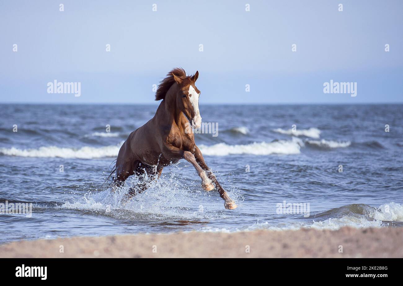 German Riding Horse Stock Photo - Alamy
