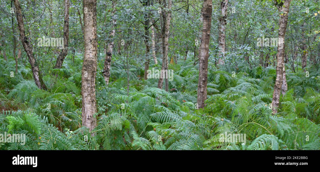 Typical bog birch forest with green fern covered ground. Moor forests ...
