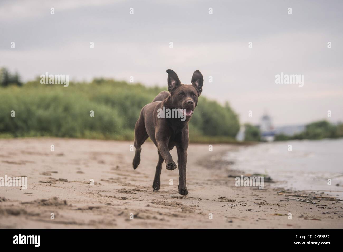Labrador Retriever at the beach Stock Photo - Alamy