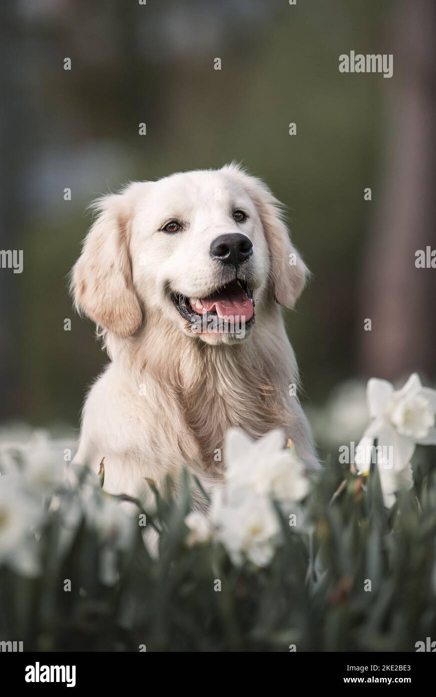 Golden retriever in daffodils hi-res stock photography and images - Alamy