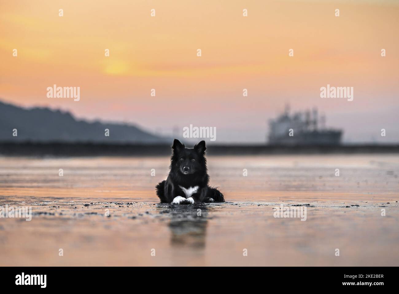 Icelandic Sheepdog at the beach Stock Photo - Alamy