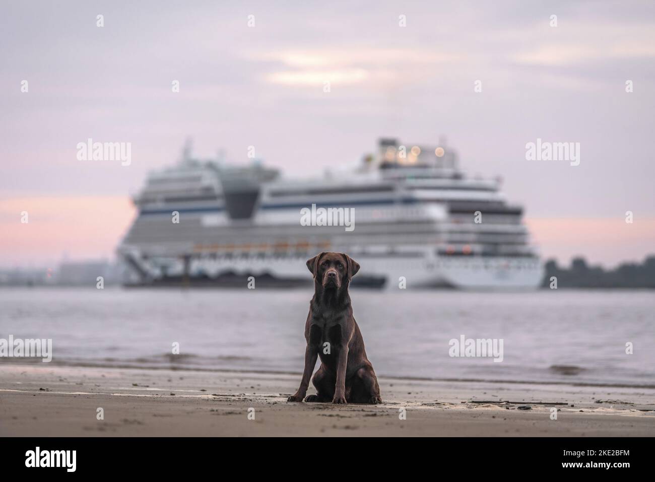 Labrador Retriever at the beach Stock Photo - Alamy