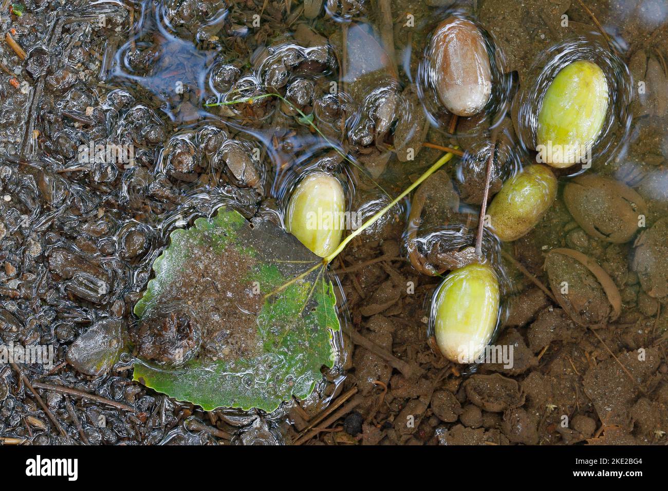 Acorns in a puddle of rain, a wet path and a muddy green leaf, autumn ...