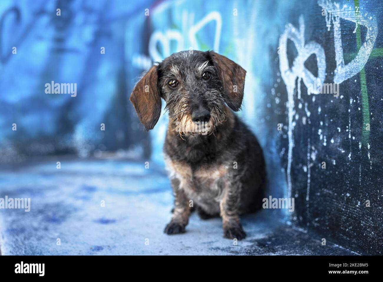 Dachshund in front of scratchwork Stock Photo - Alamy