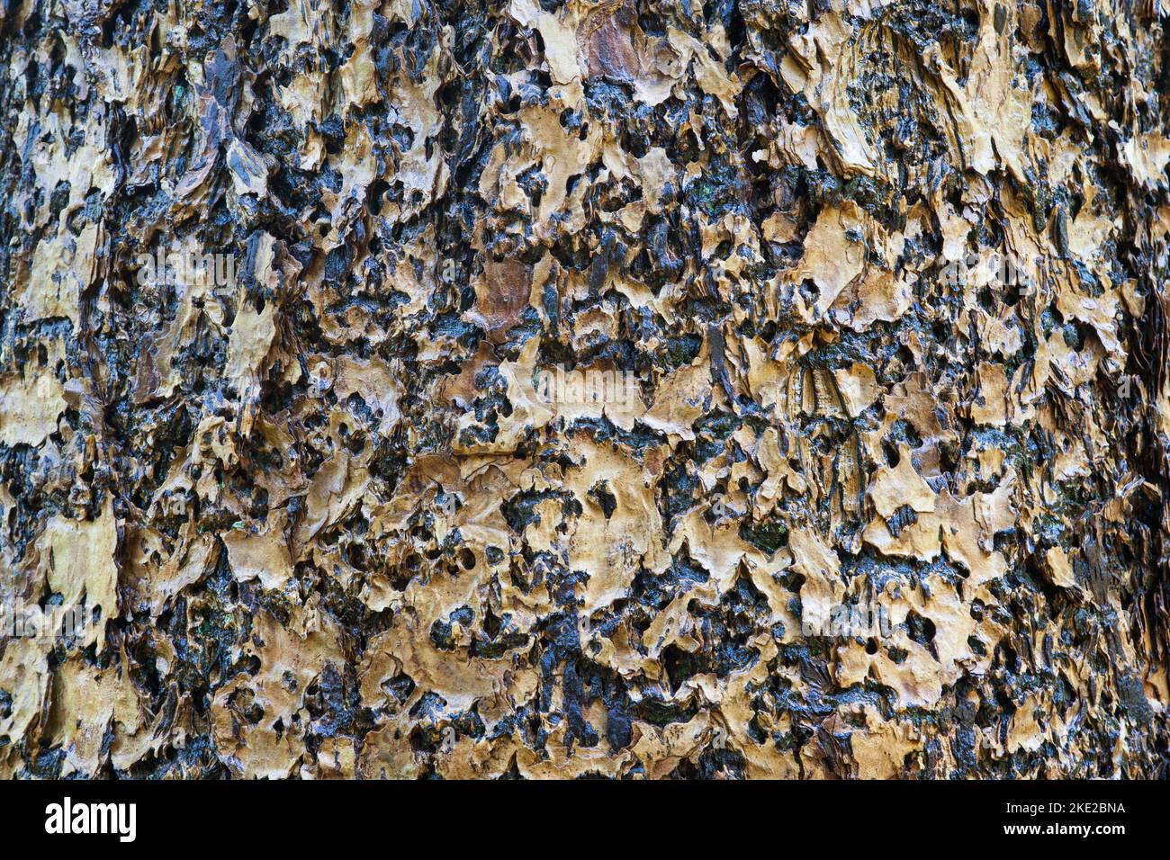 Whimsical bark of a pine tree. The tree bark is like a fingerprint and ...