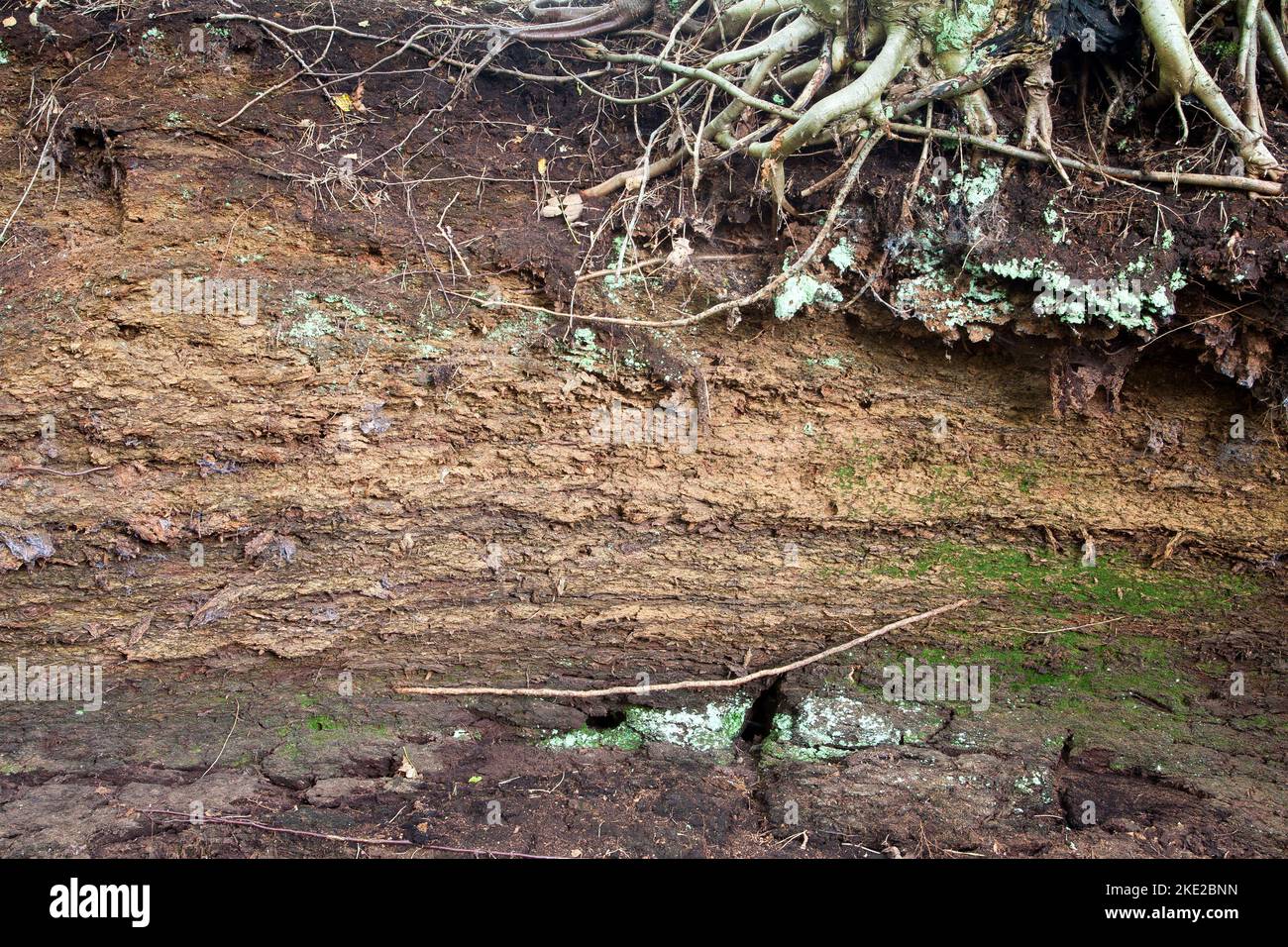 The peat wall has grown slowly over thousands of years, about one ...