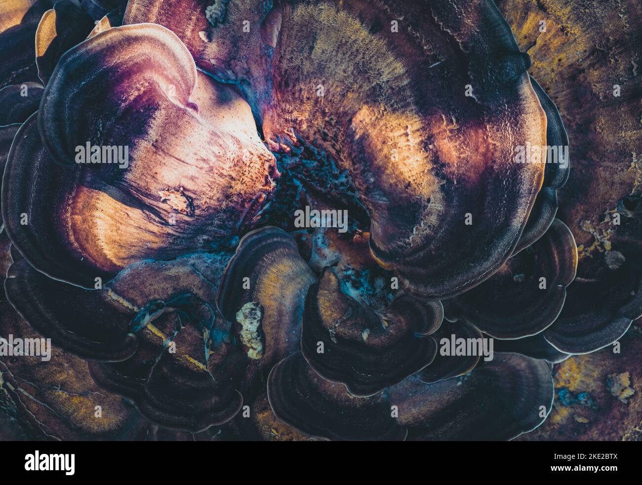 colorful mushroom in close up Stock Photo - Alamy