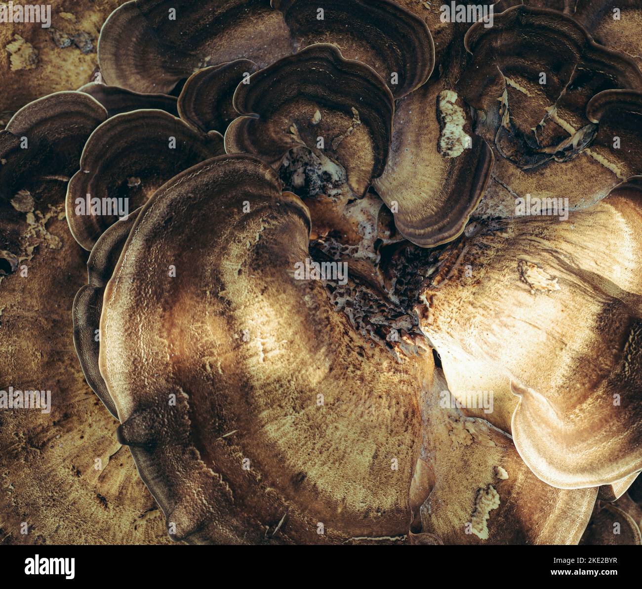 Mushroom close up texture hi-res stock photography and images - Alamy