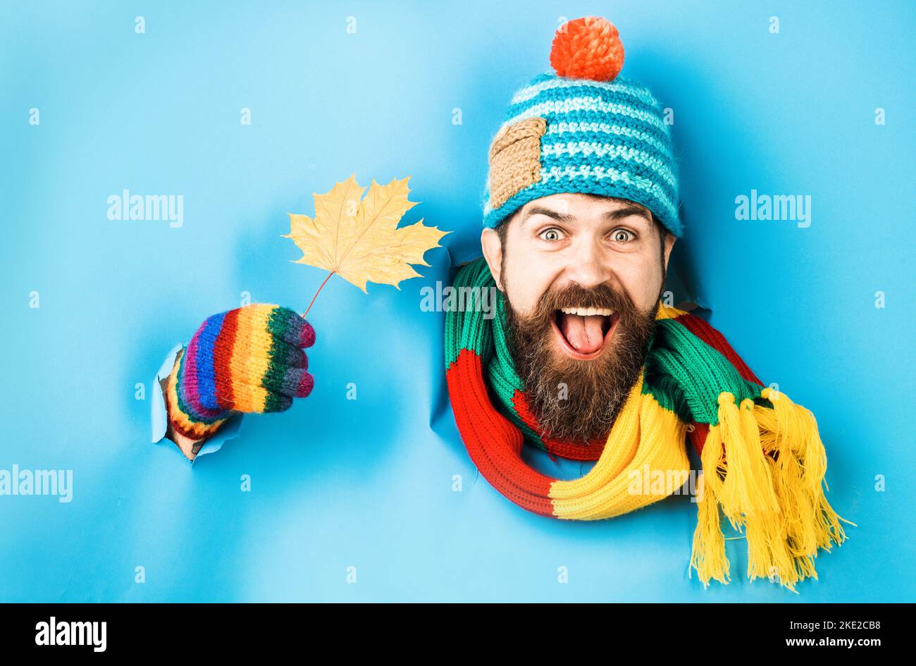 Happy bearded man in hat and scarf with maple leaf in hand looking ...