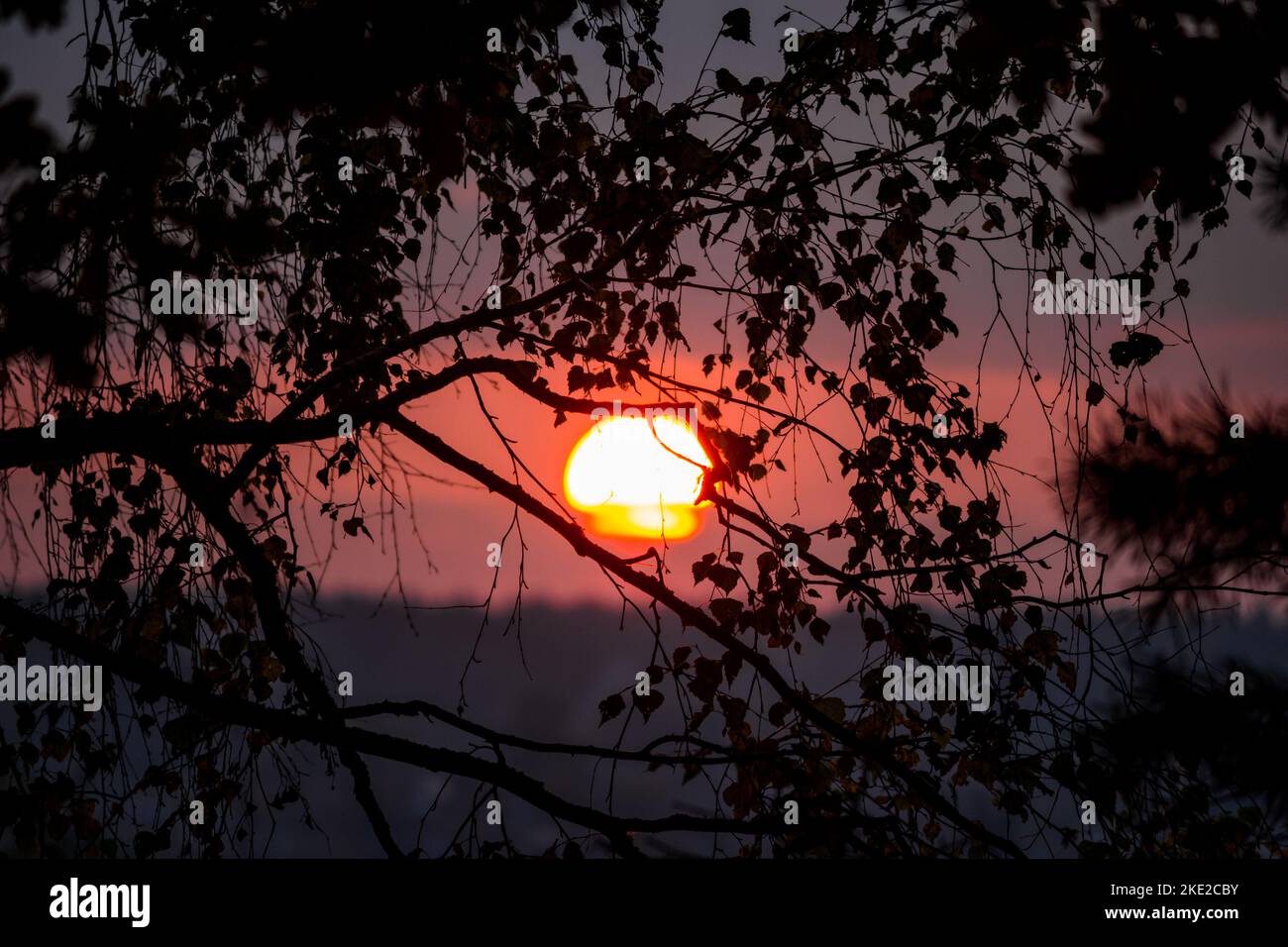 View of the red-yellow sun disc through the branches of a tree ...