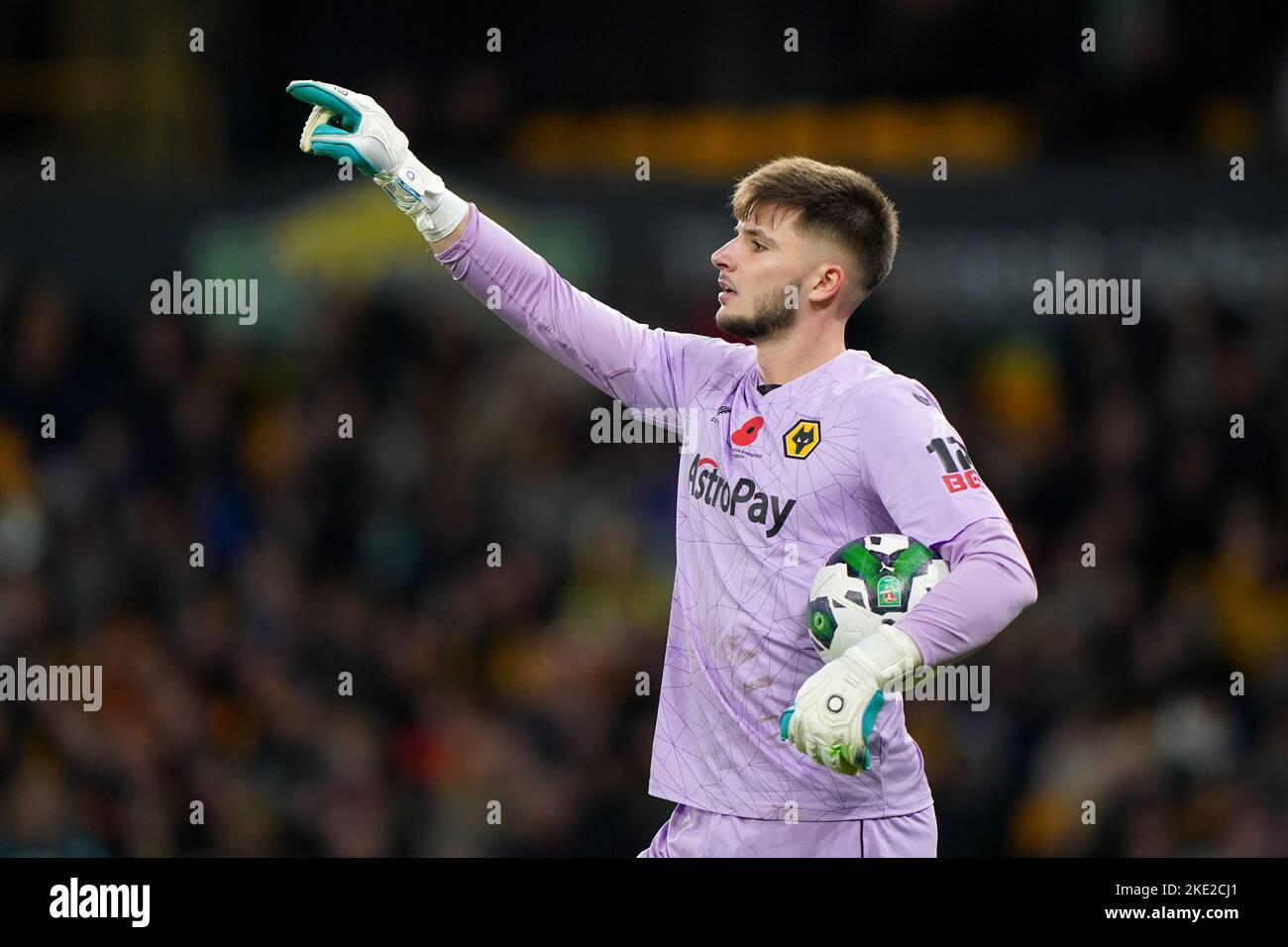 Sarkic wolves hi-res stock photography and images - Alamy