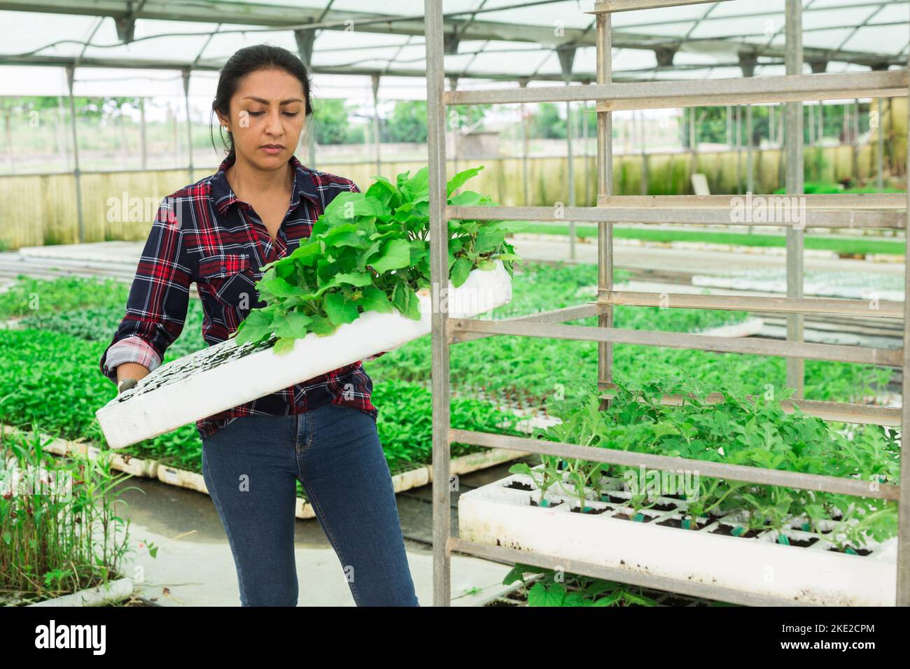 Latina woman stacking crates with seedlings in greenhouse Stock Photo ...