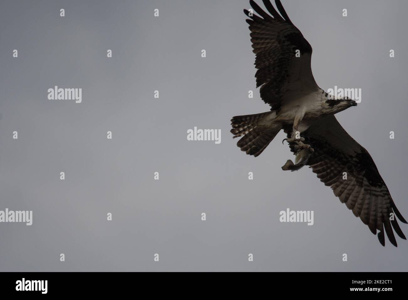Osprey with caught fish flying out of frame Stock Photo - Alamy