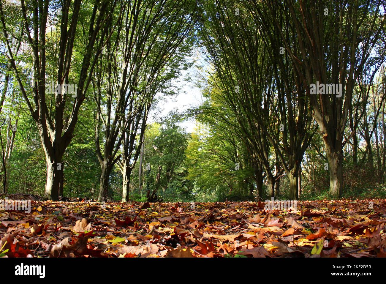 Path through autumn wood in Bushy Park, London, England Stock Photo - Alamy