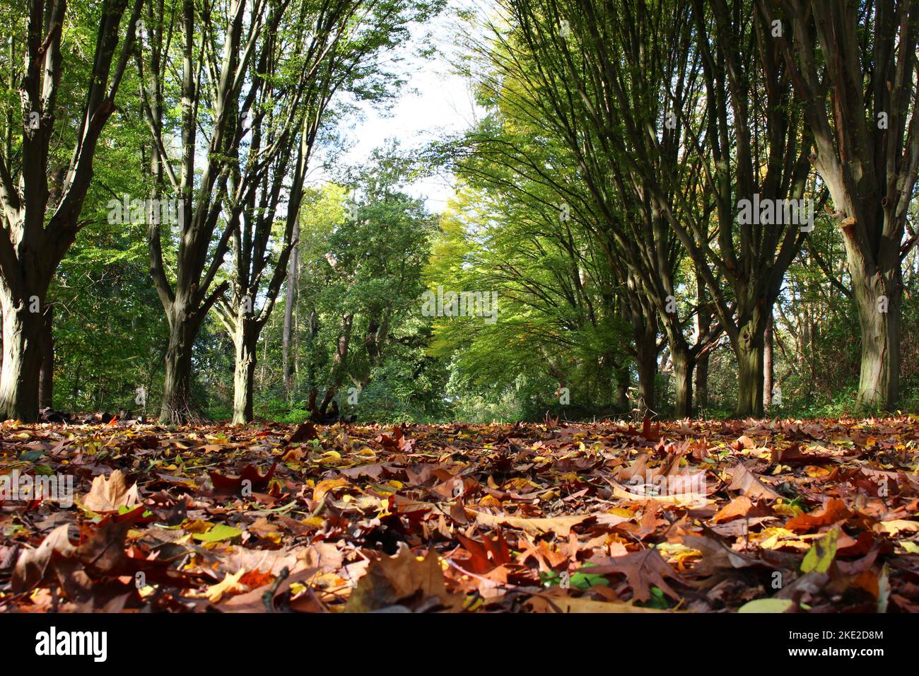 Autumn leaves in forest with tall trees forming a way nature background ...