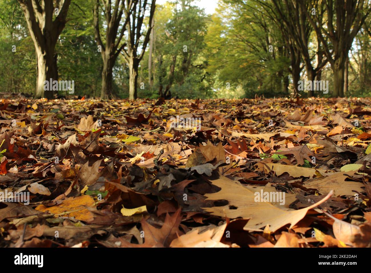 Autumn leaves in forest background (Bushy Park, Hampton, England ...