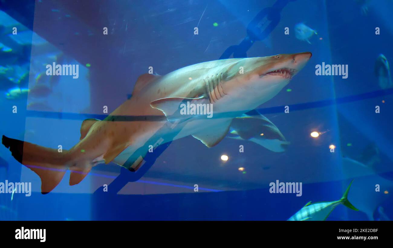 Aquarium in Dubai Mall -Large toothy shark floats in the aquarium ...