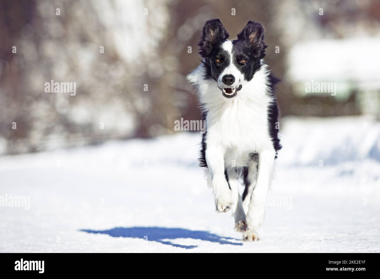 running Australian Shepherd Stock Photo - Alamy