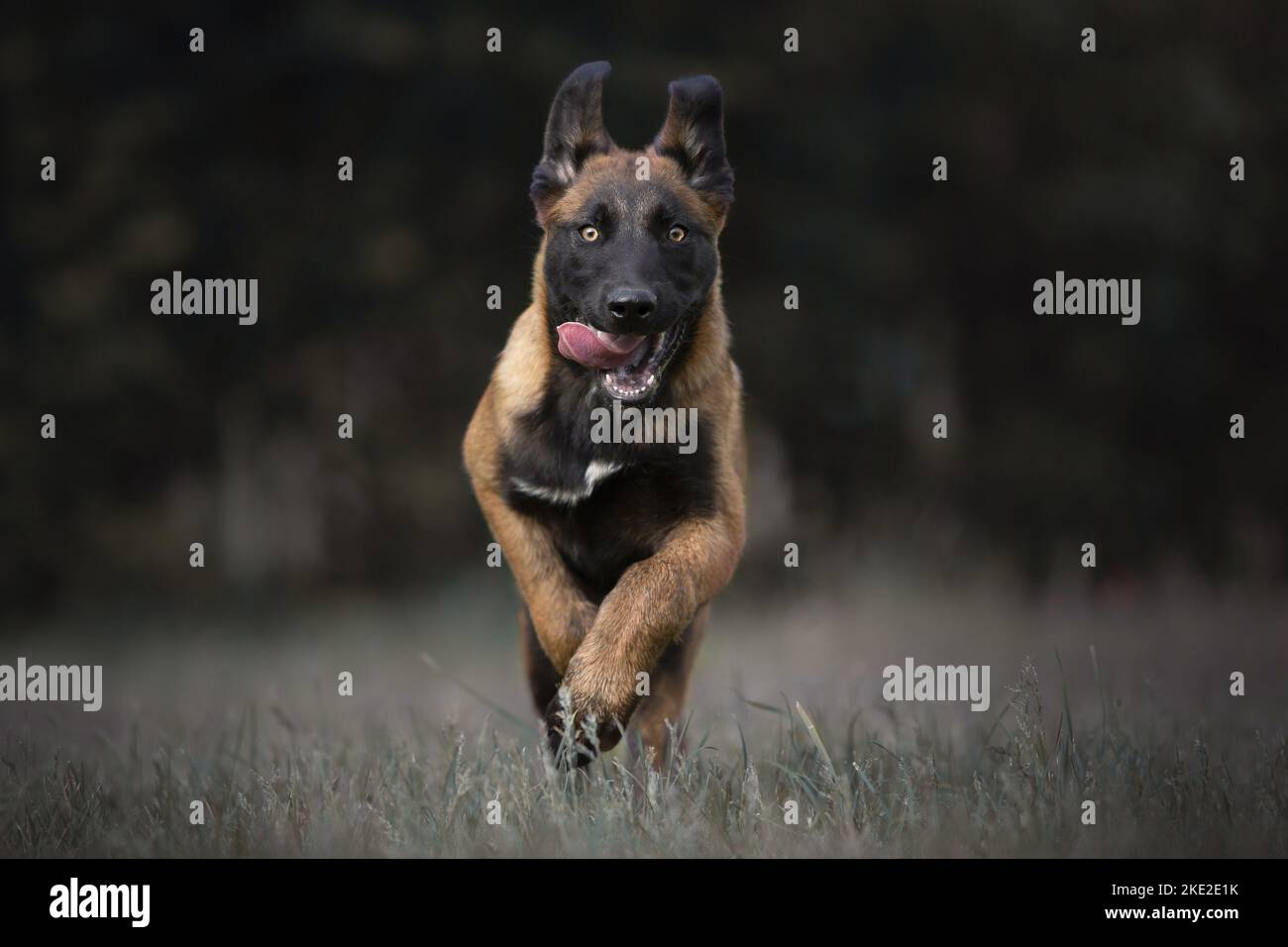 running Malinois Puppy Stock Photo - Alamy