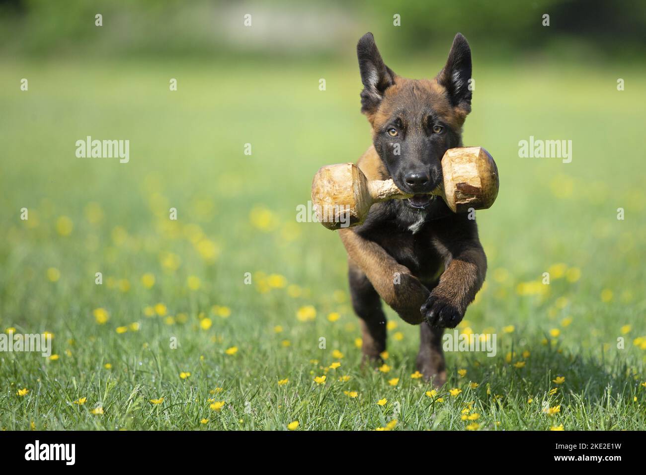 running Malinois Puppy Stock Photo - Alamy