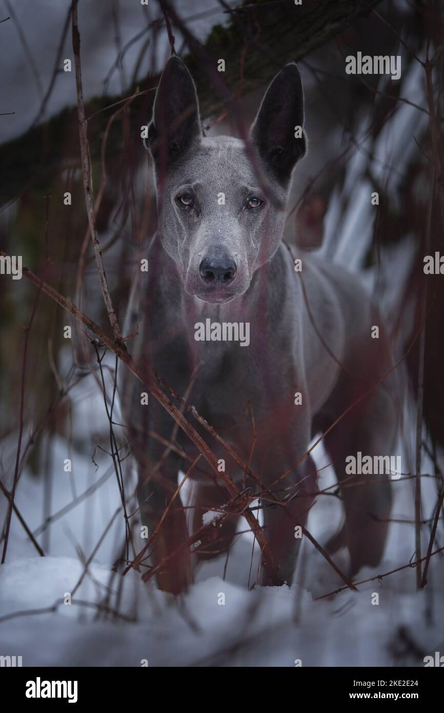 standing Thai Ridgeback Stock Photo - Alamy