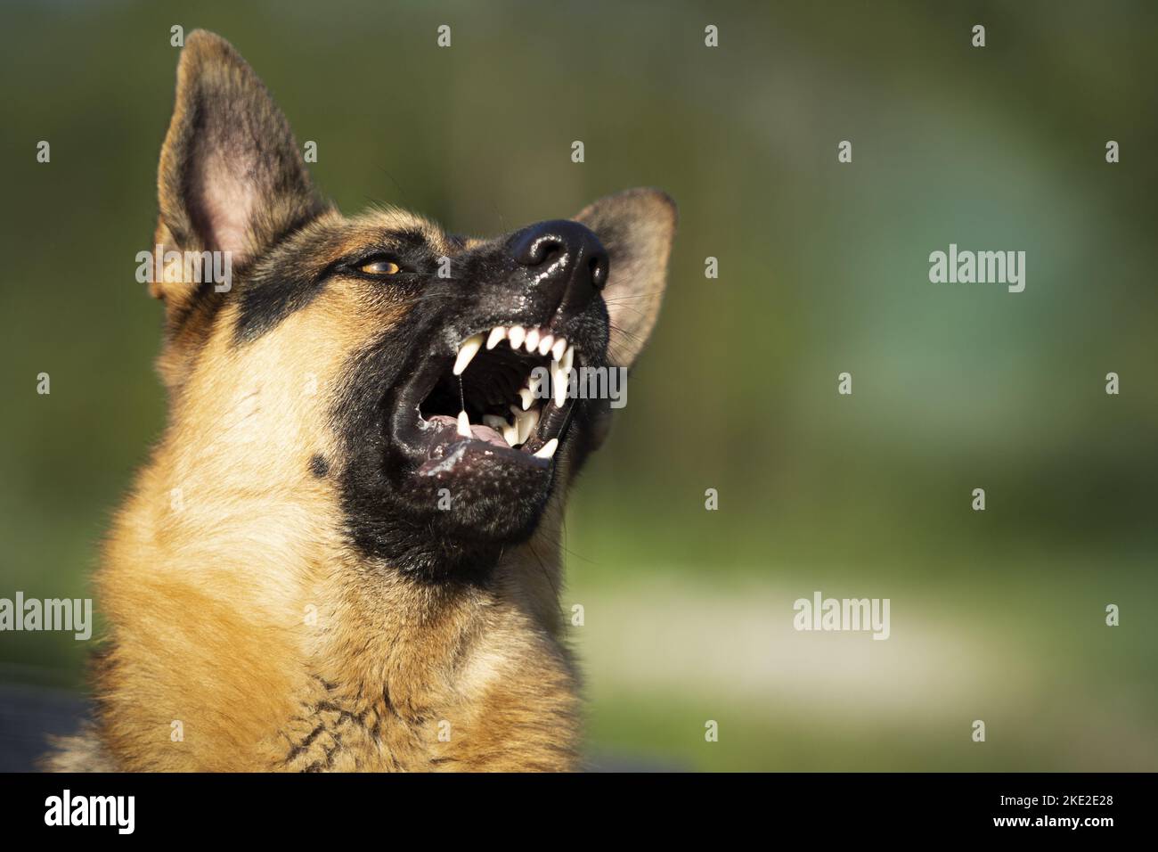 German Shepherd Dog portrait Stock Photo - Alamy