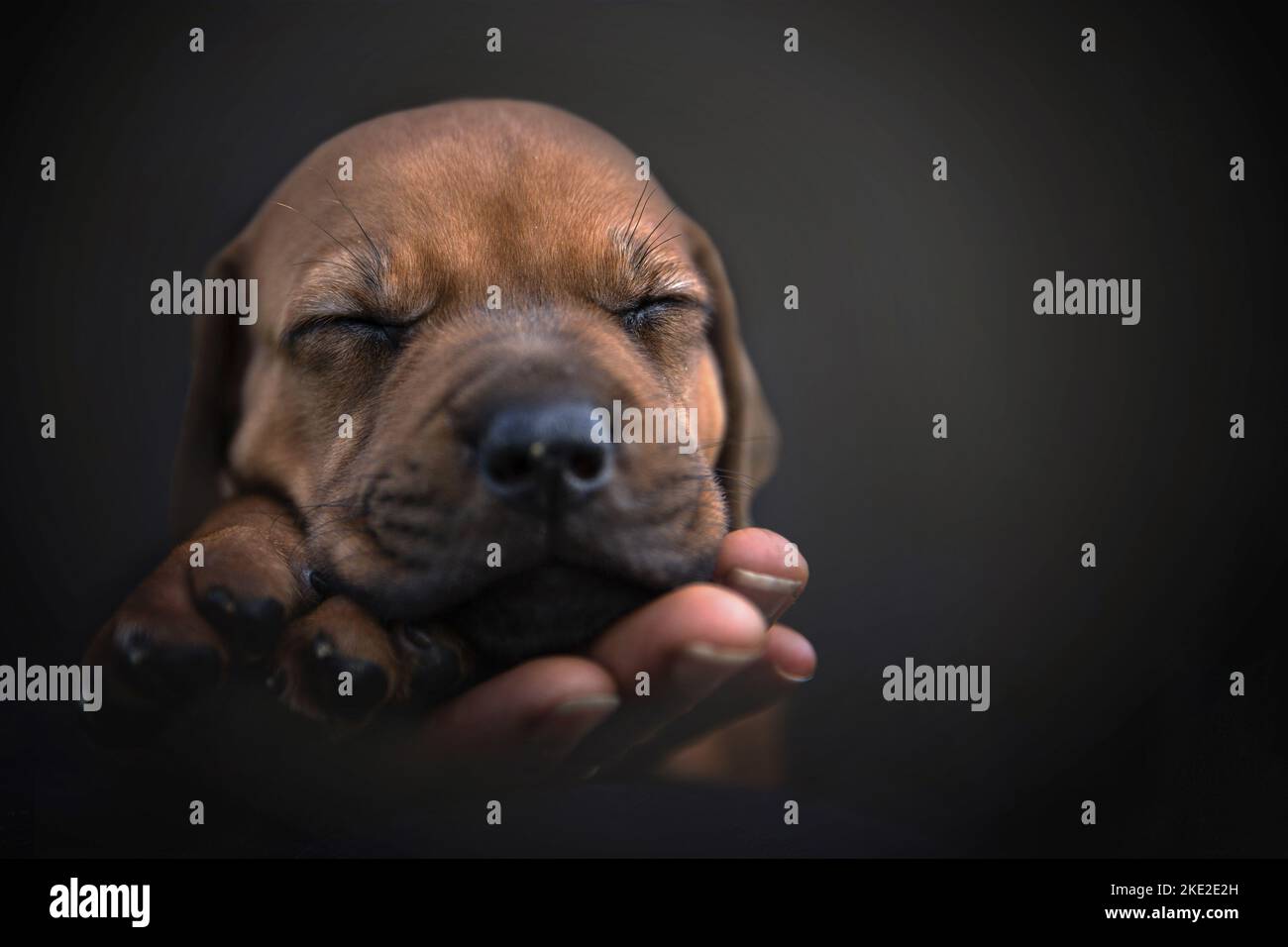 Rhodesian Ridgeback Puppy Stock Photo - Alamy