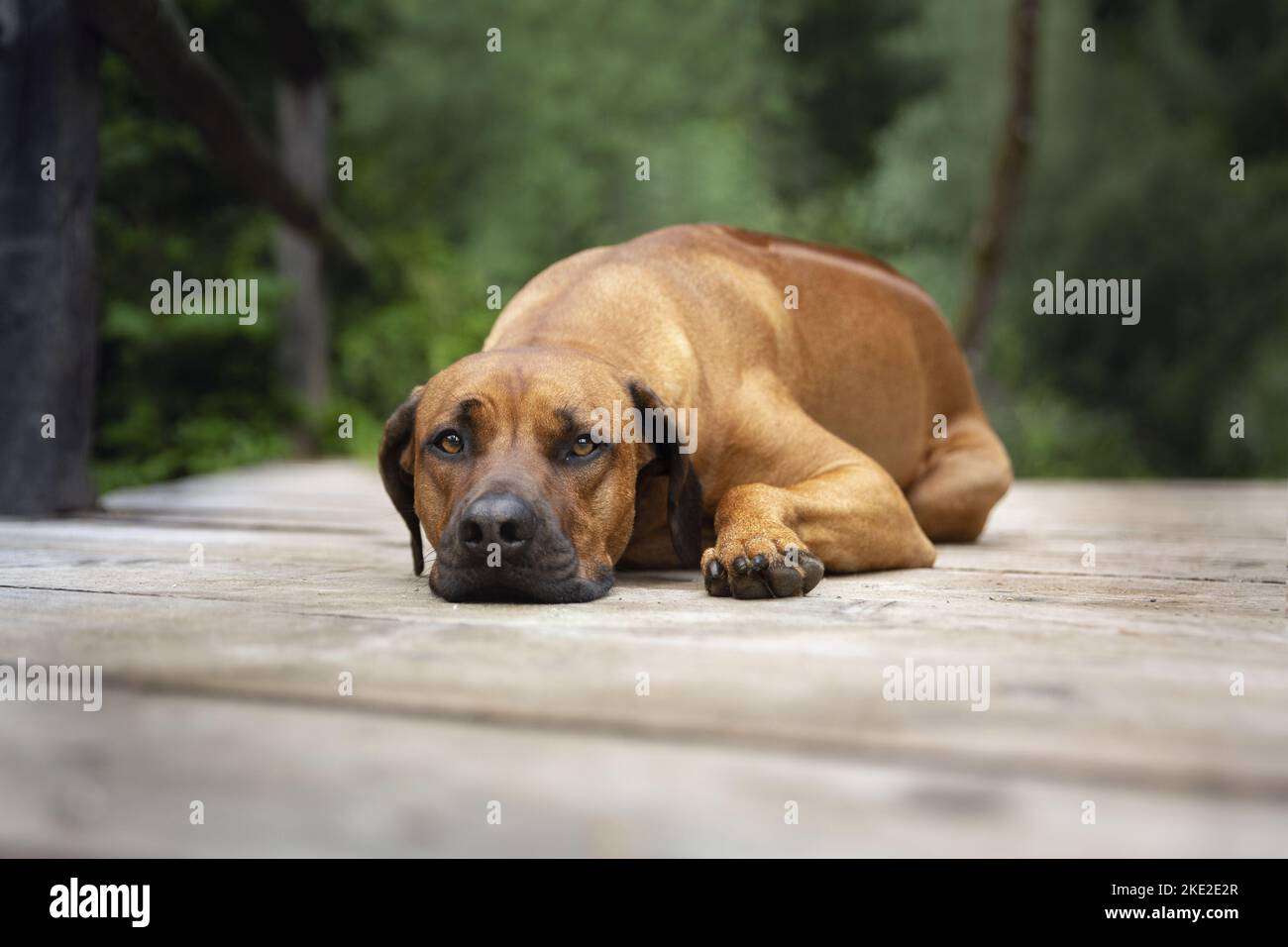 lying Rhodesian Ridgeback Stock Photo - Alamy