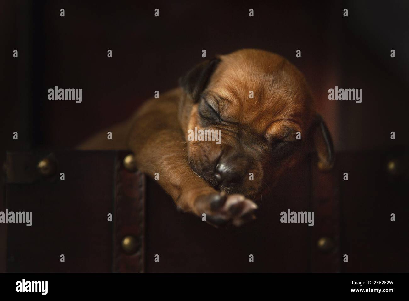 Rhodesian Ridgeback Puppy Stock Photo - Alamy