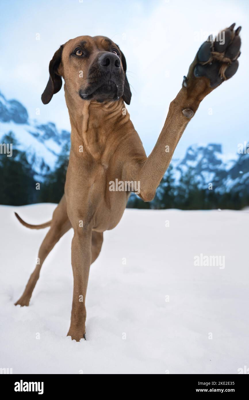 standing Rhodesian Ridgeback Stock Photo - Alamy