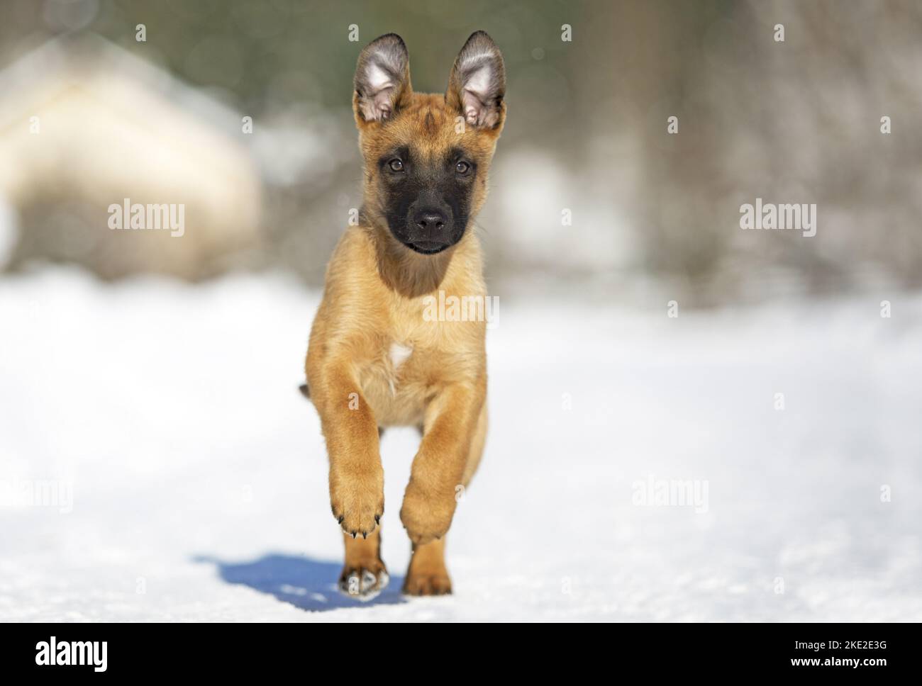 running Malinois Puppy Stock Photo - Alamy