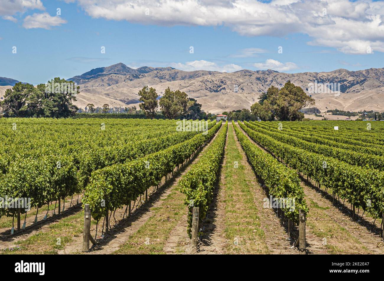 Vineyard in the Marlborough region of South Island New Zealand in ...
