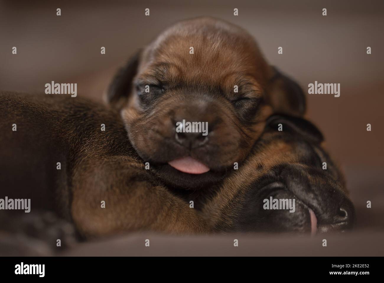 Rhodesian Ridgeback Puppies Stock Photo - Alamy