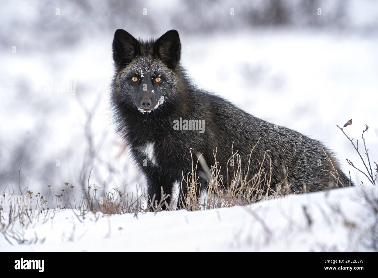 Silver fox vulpes hi-res stock photography and images - Alamy