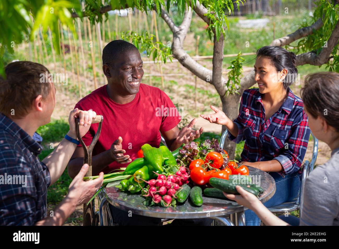 People gardeners chatting at table with harvest after harvesting Stock ...