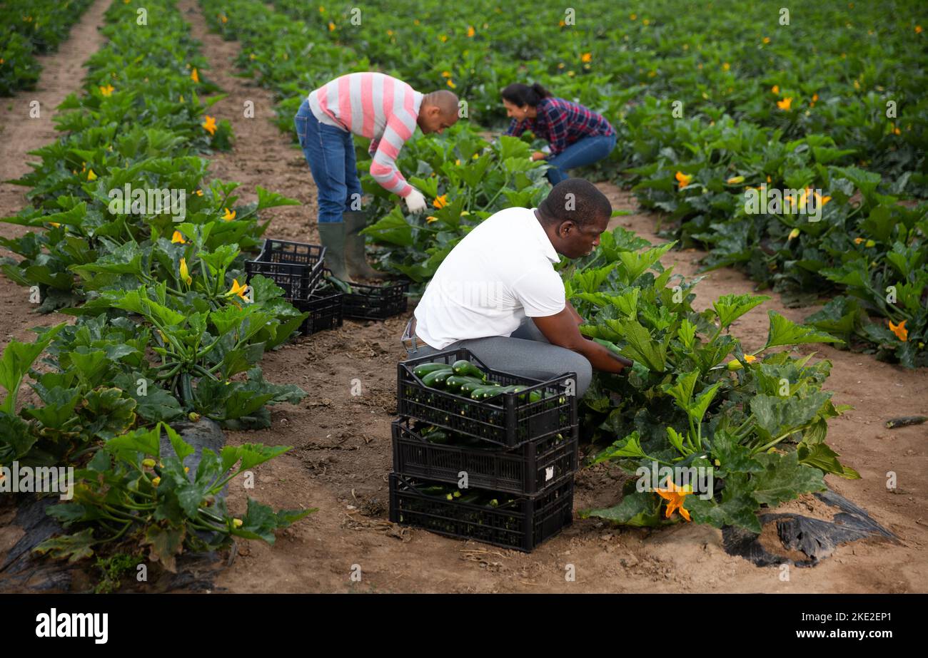Group of people picking green courgettes on plantation Stock Photo - Alamy
